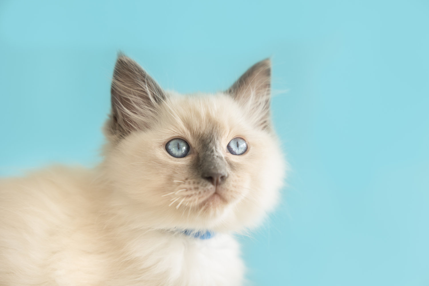 FAQ PET SESSIONS - Dawn Dutton Photography LTD