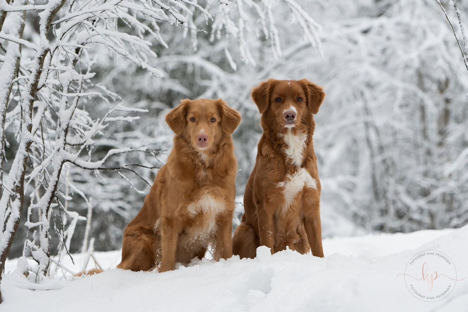 Hundefotografering - Fotograf Kine Pedersen