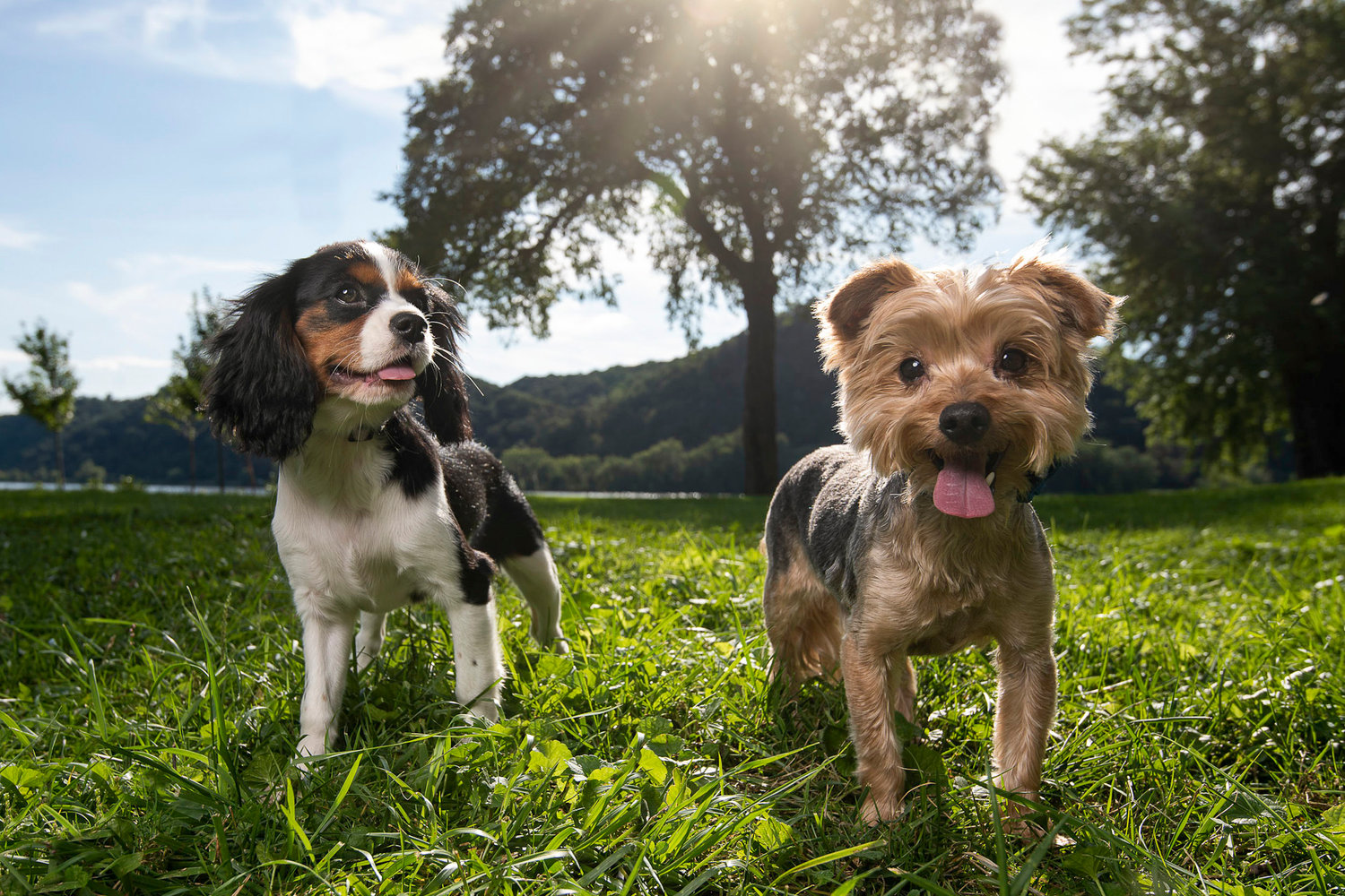Dood Dog Photography - Jeffrey Burrell Photography