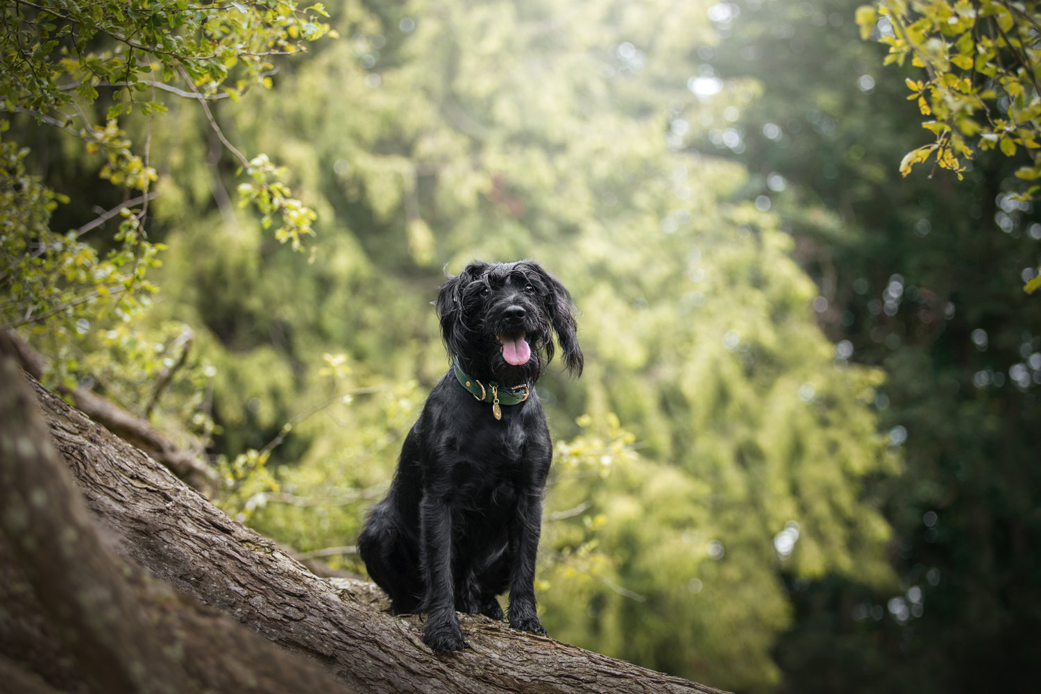 Portfolio - Noble Hound Studio