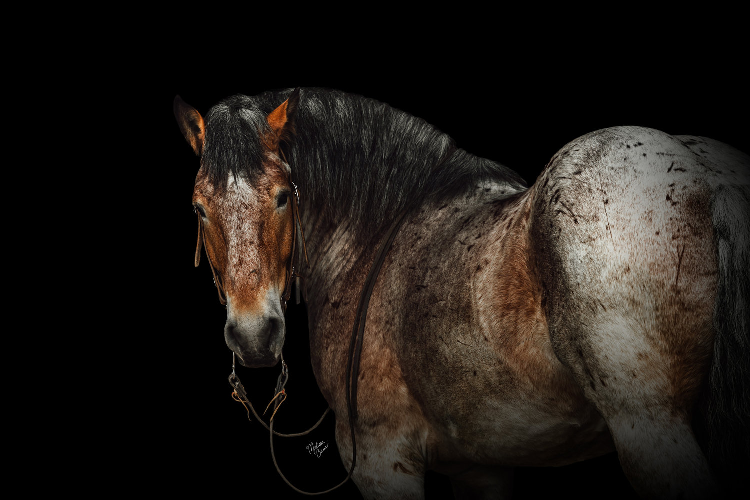 Rooster - Brabant Gelding - Melissa Baus Design - Fine Art Equine ...