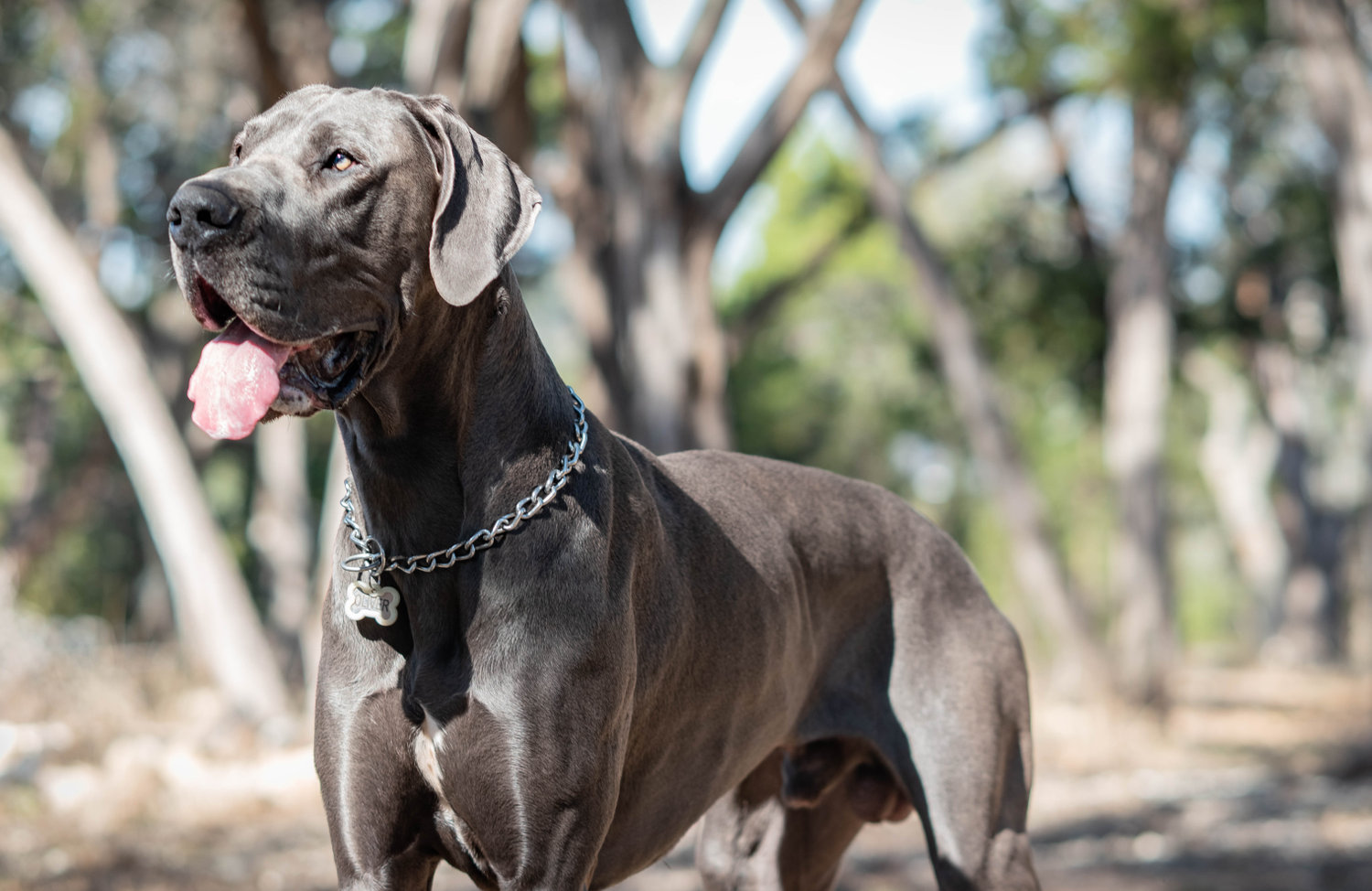 Oliver - Blaue Weide Great Danes