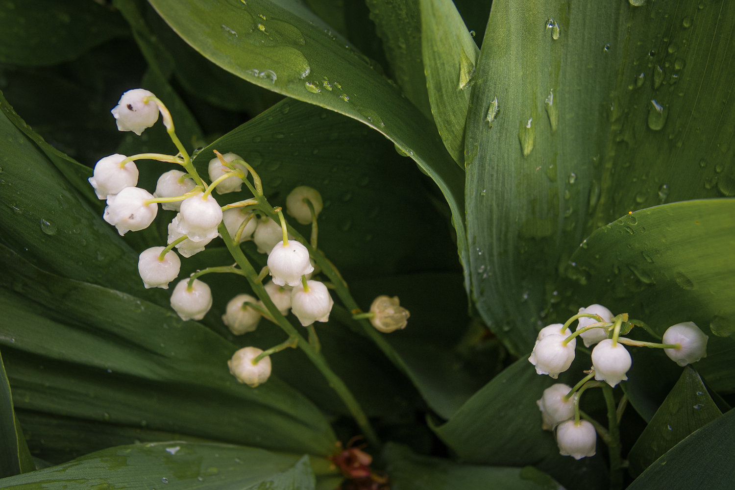 Toxic Lookalikes: Lilly of the Valley - The Grizzly Forager: The ...