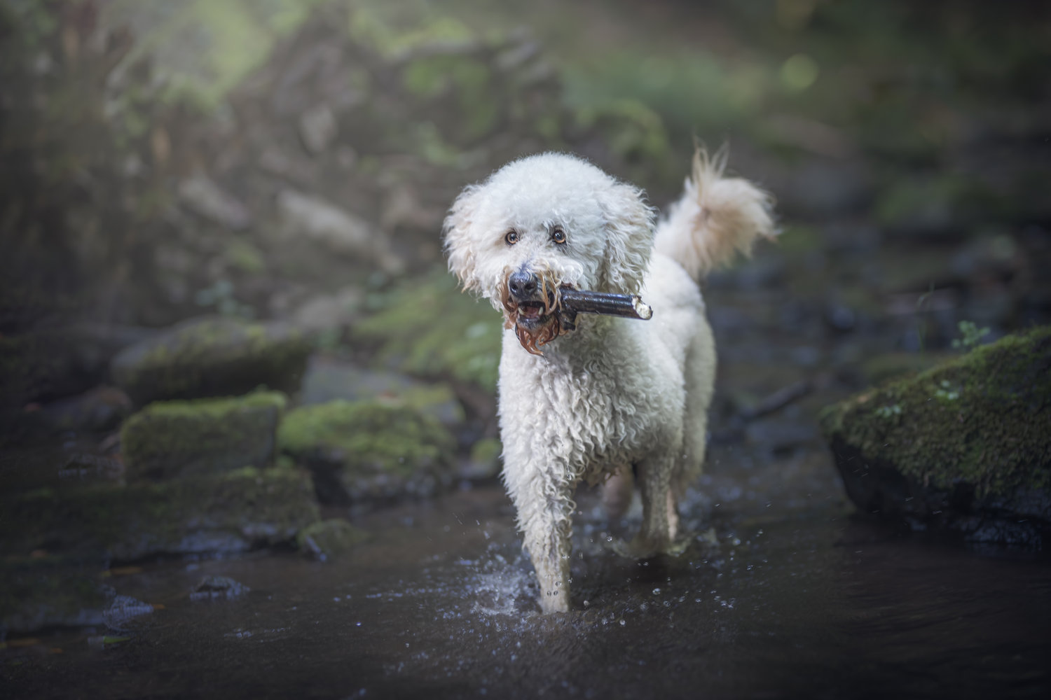 Portfolio Of Professional Dog Portraits - Quality Images In Outdoor ...