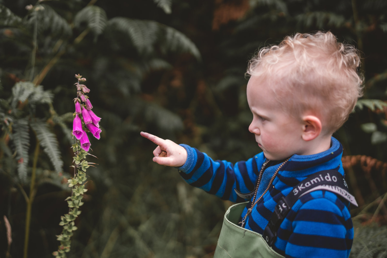 Four Golden Rules of Foraging - The Grizzly Forager: The Definitive ...