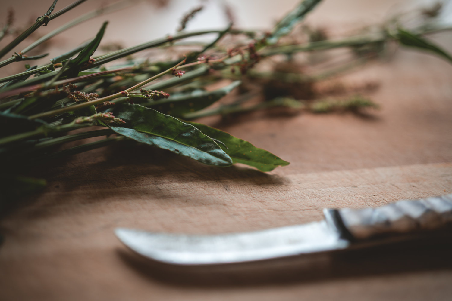 Common Sorrel - The Grizzly Forager: The Definitive Guide to Foraging ...