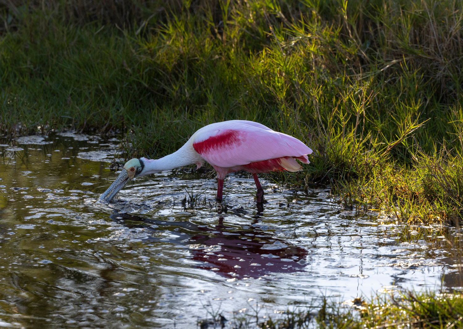 Crystal Beach Nature Photography - Heather Hathaway Photography LLC