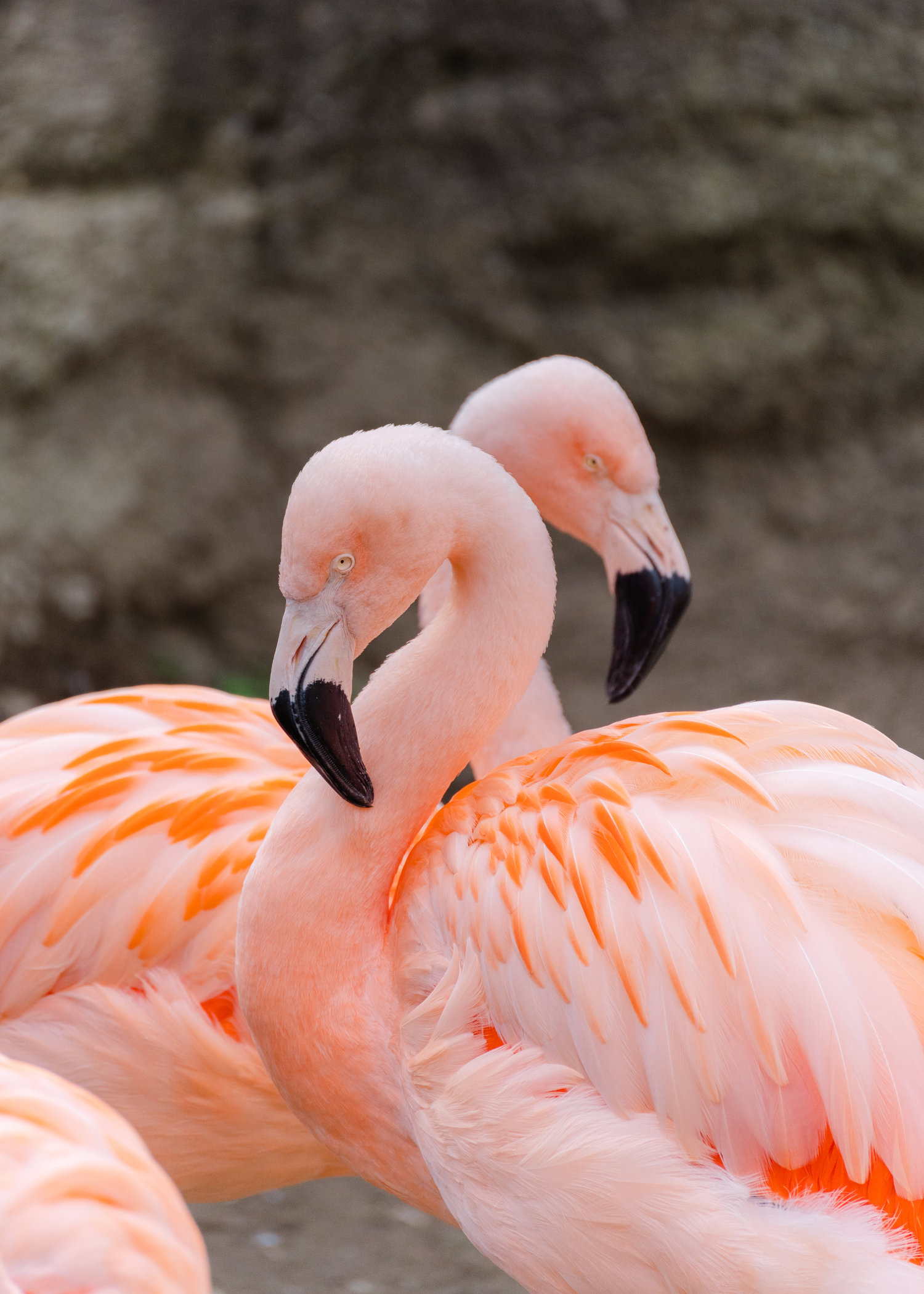 Personal Projects - Katelyn Chef