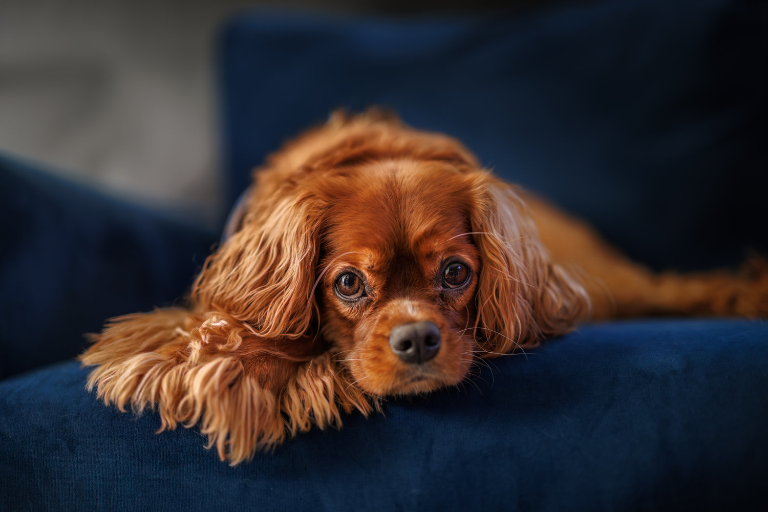 Book Dog photographer Mesa, Pet portrait Information on pricing and ...