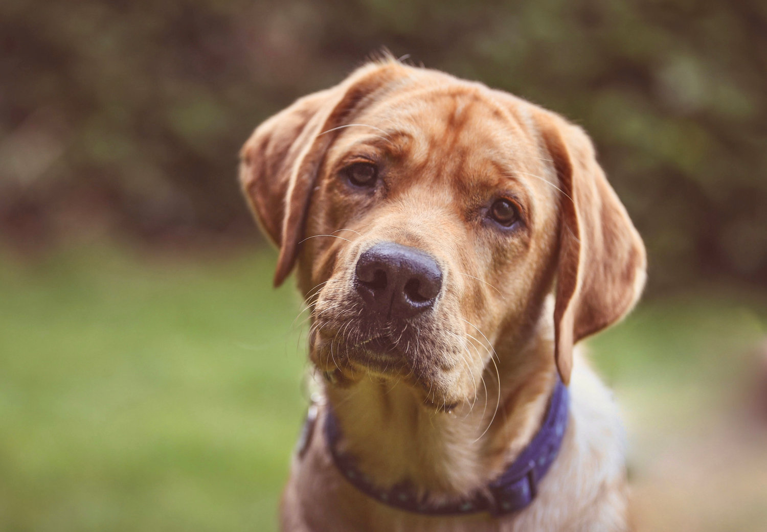Canine Photoshoots - Izabela Motyl Photography