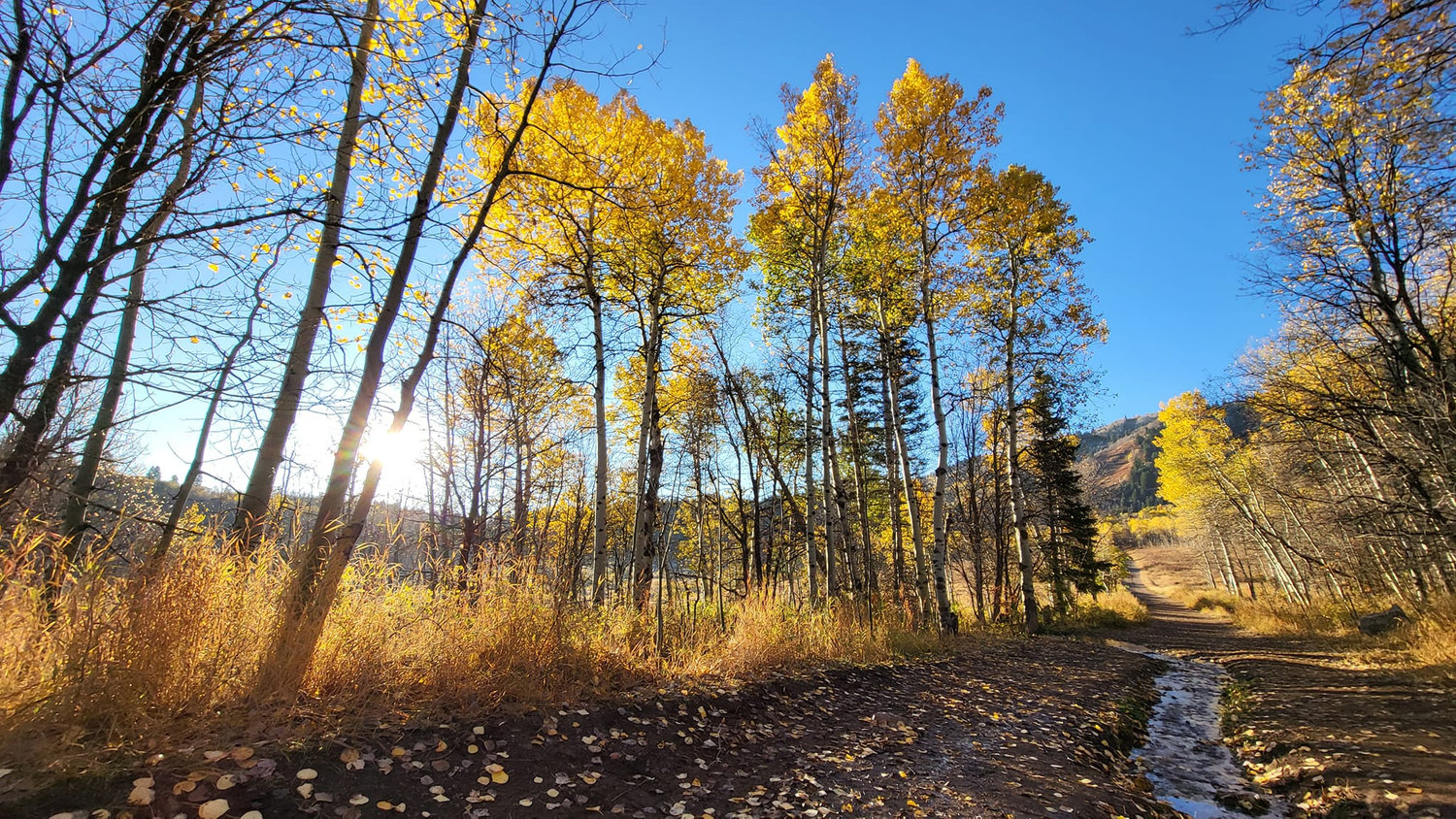 Letting go like the trees in Autumn - Kathryn Stone Photography