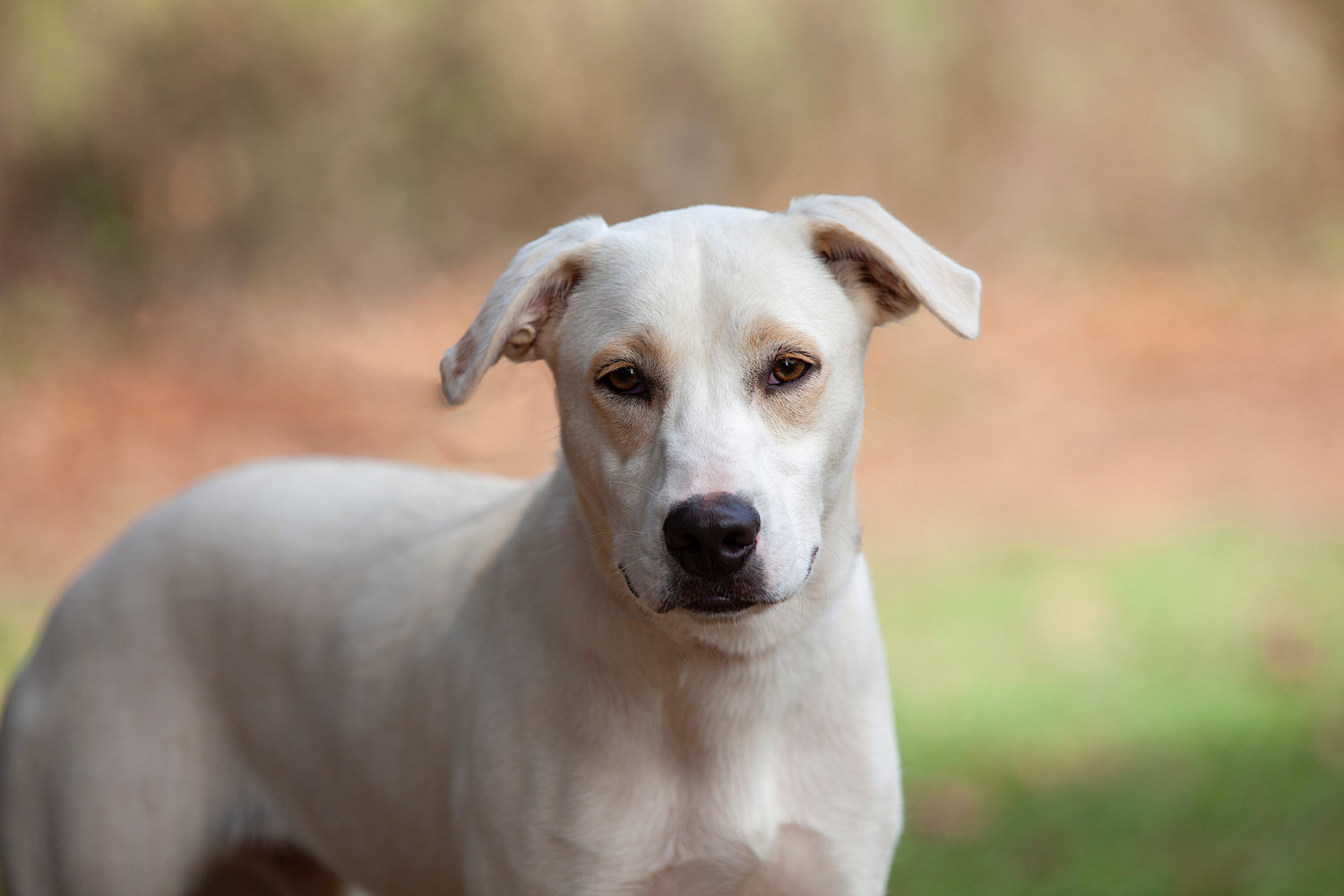 Giving Back - Dani Domina Photography | Oklahoma Dog Portrait Photographer