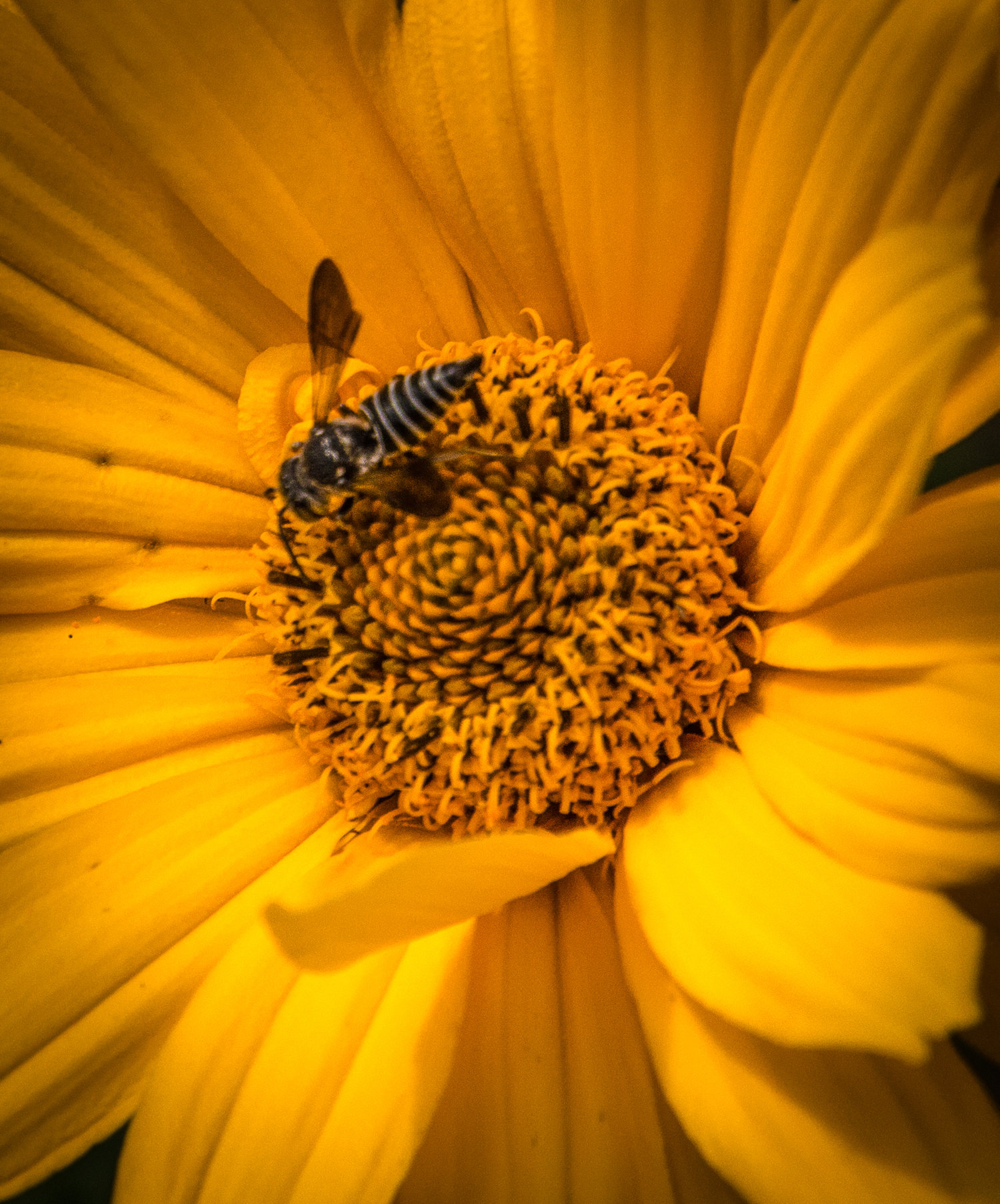 Nature - Bowen Photography & Aerial Services