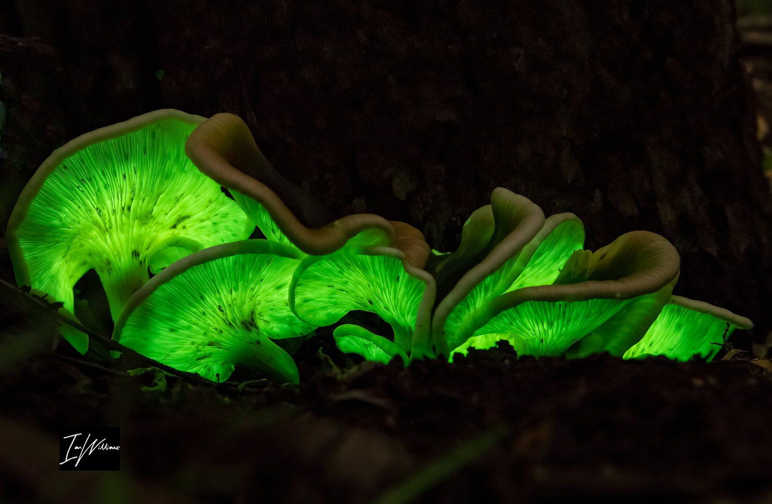 Photograph the Ghost fungus - Ian Williams - Ian Williams