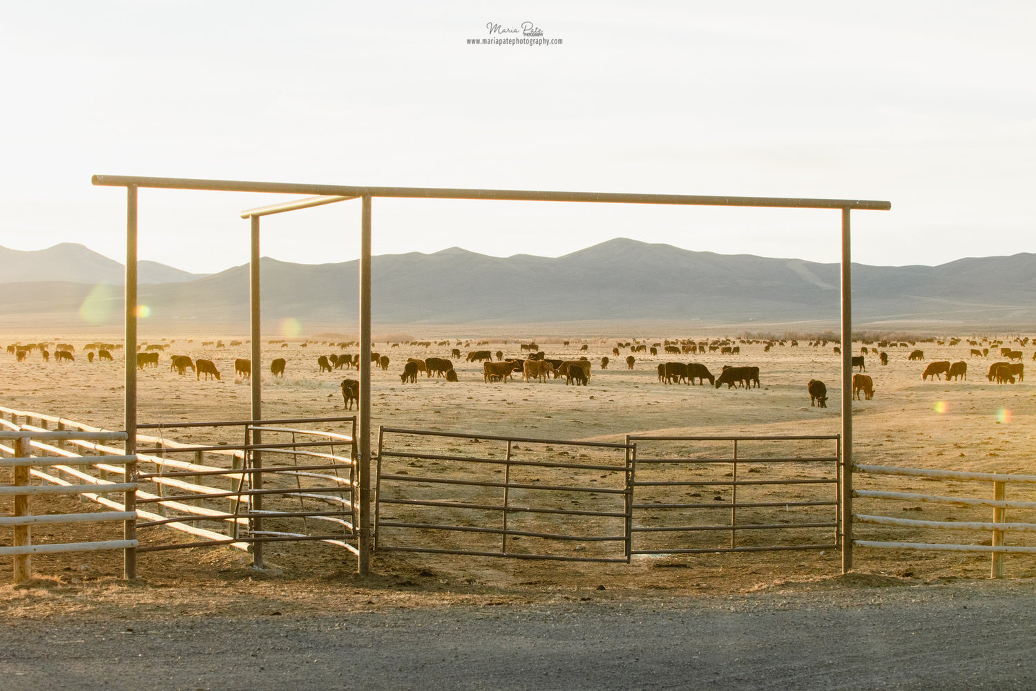 My Art Gallery - Maria Pate Photography