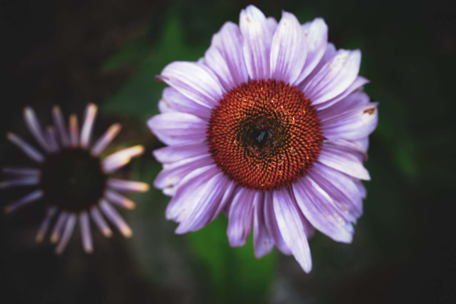 Mercedes Event Photography