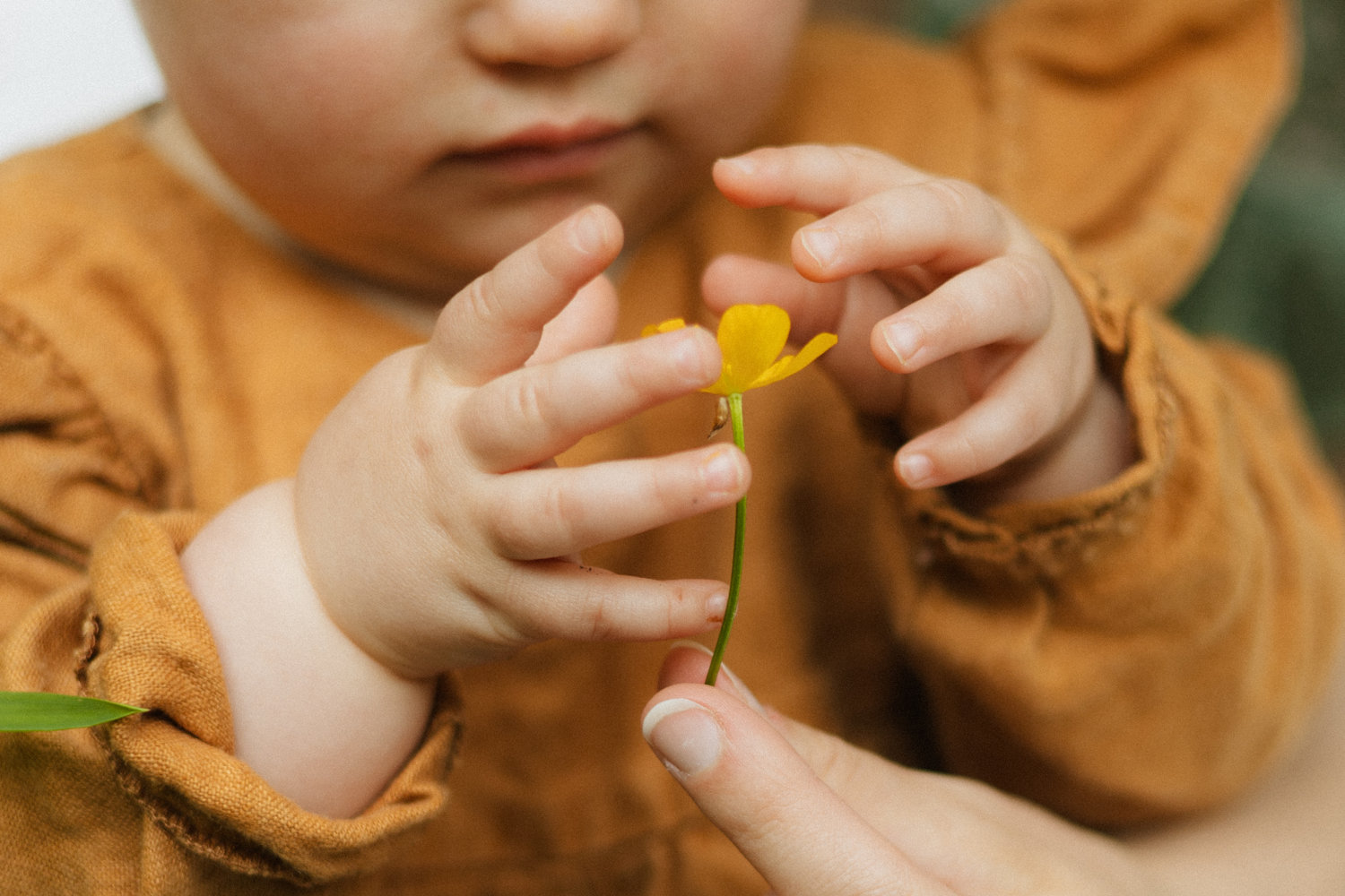 How the Name A Light Beheld Came To Be: From Birth to Family Photographer