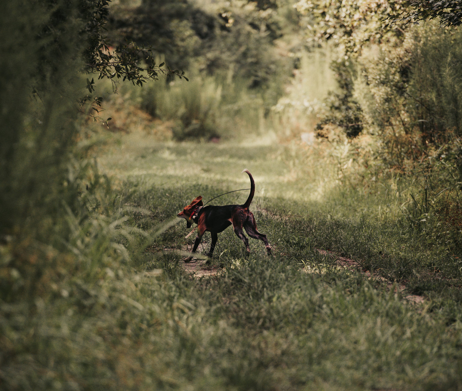 Hound, Hunting Dog, Show Dog, & Pet Photography Portfolio - South ...
