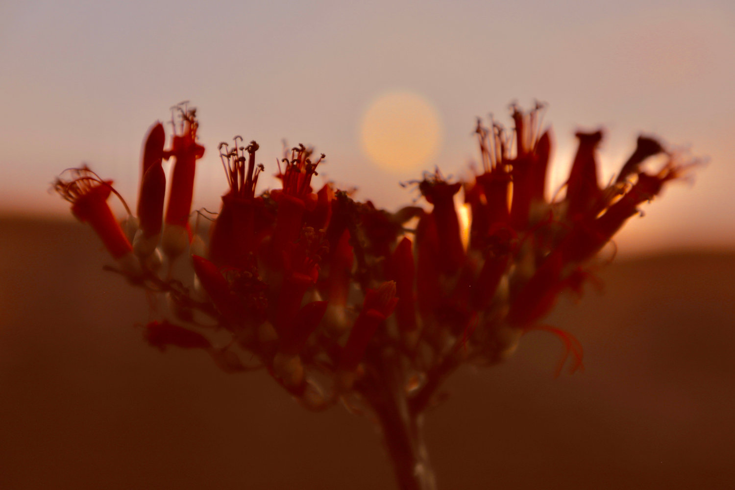 Somatic Art Therapy - Wildernessence