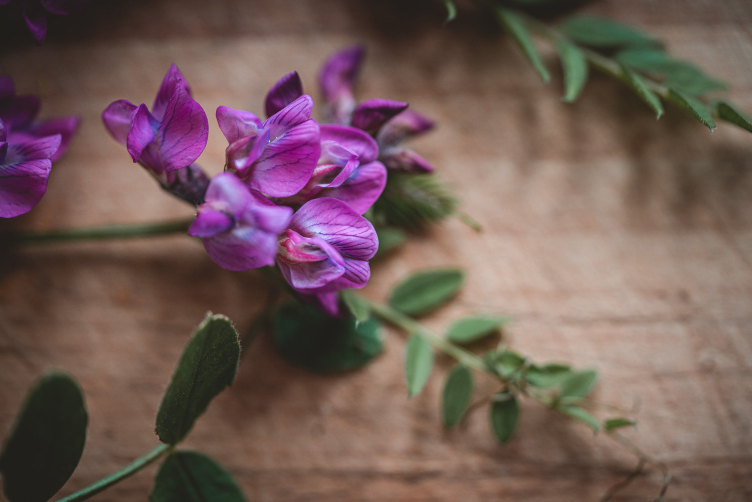 Common Vetch - The Grizzly Forager: The Definitive Guide to Foraging ...