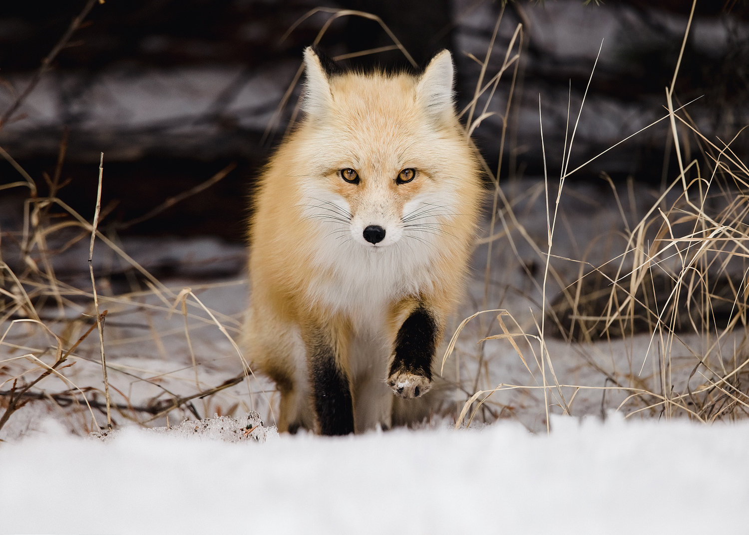Wildlife Photographer - Tkshotz Photography I Calgary Wedding ...