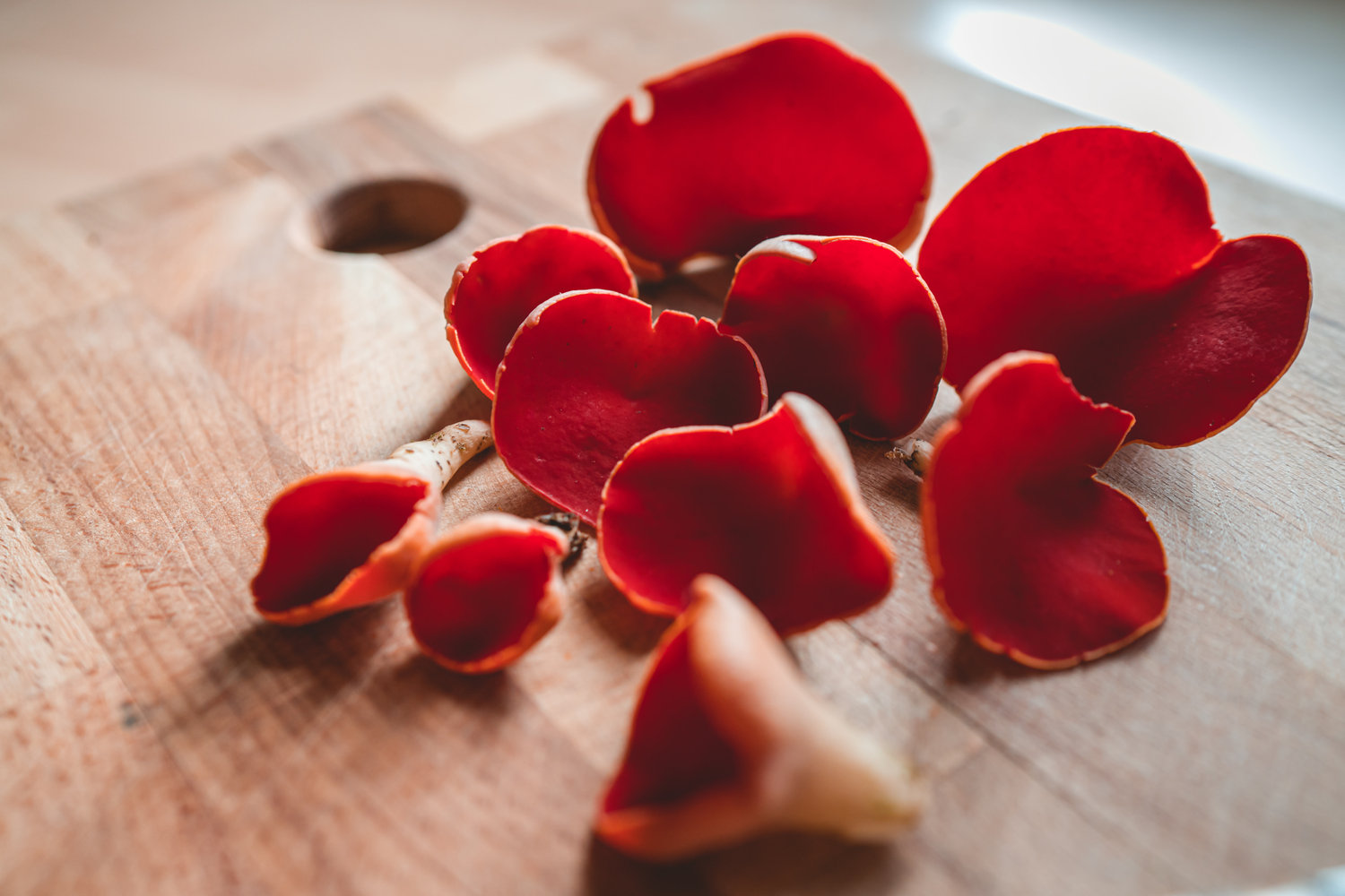 Scarlet or Ruby Elf Cup - The Grizzly Forager: The Definitive Guide to ...