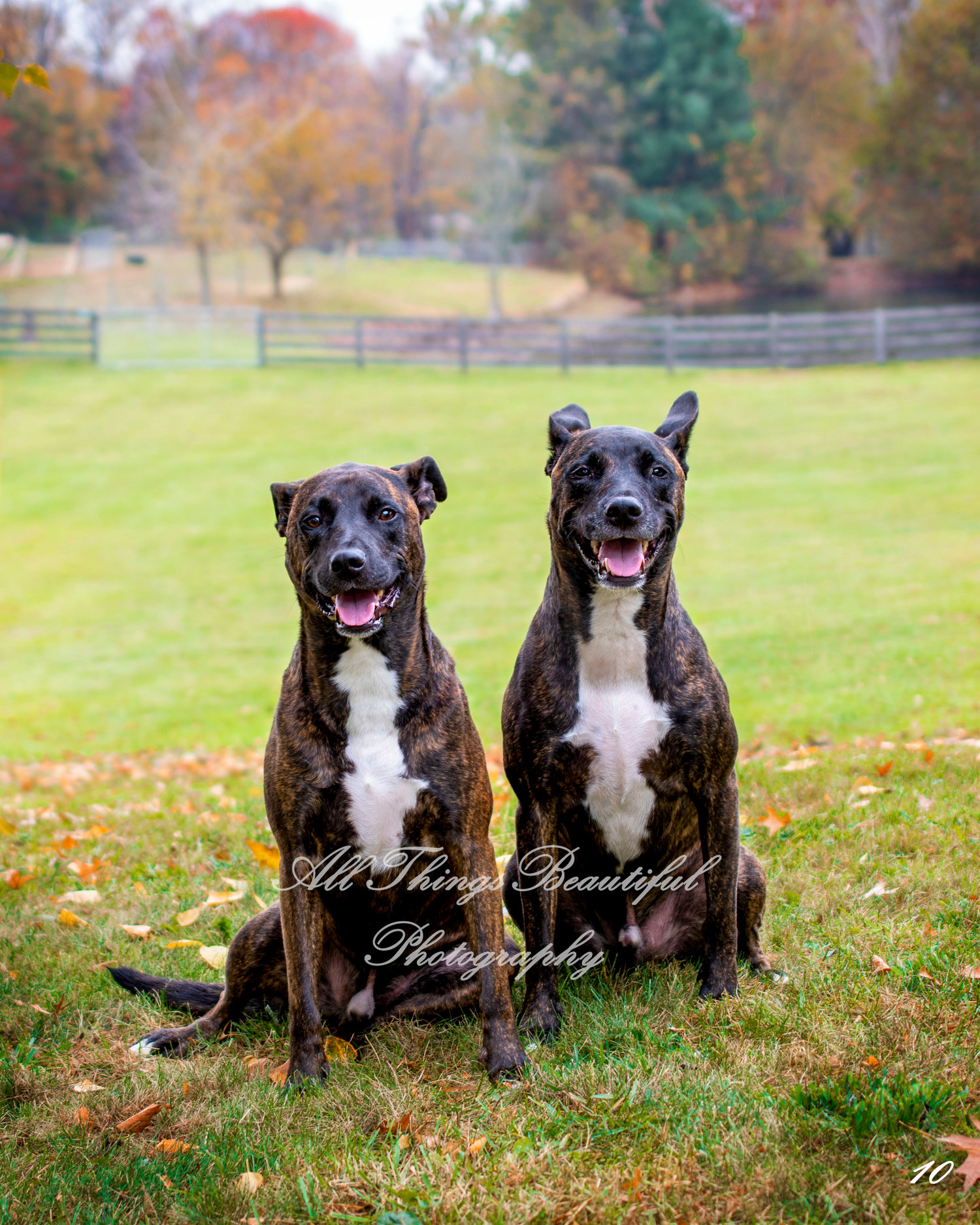 Pets - All Things Beautiful Photography