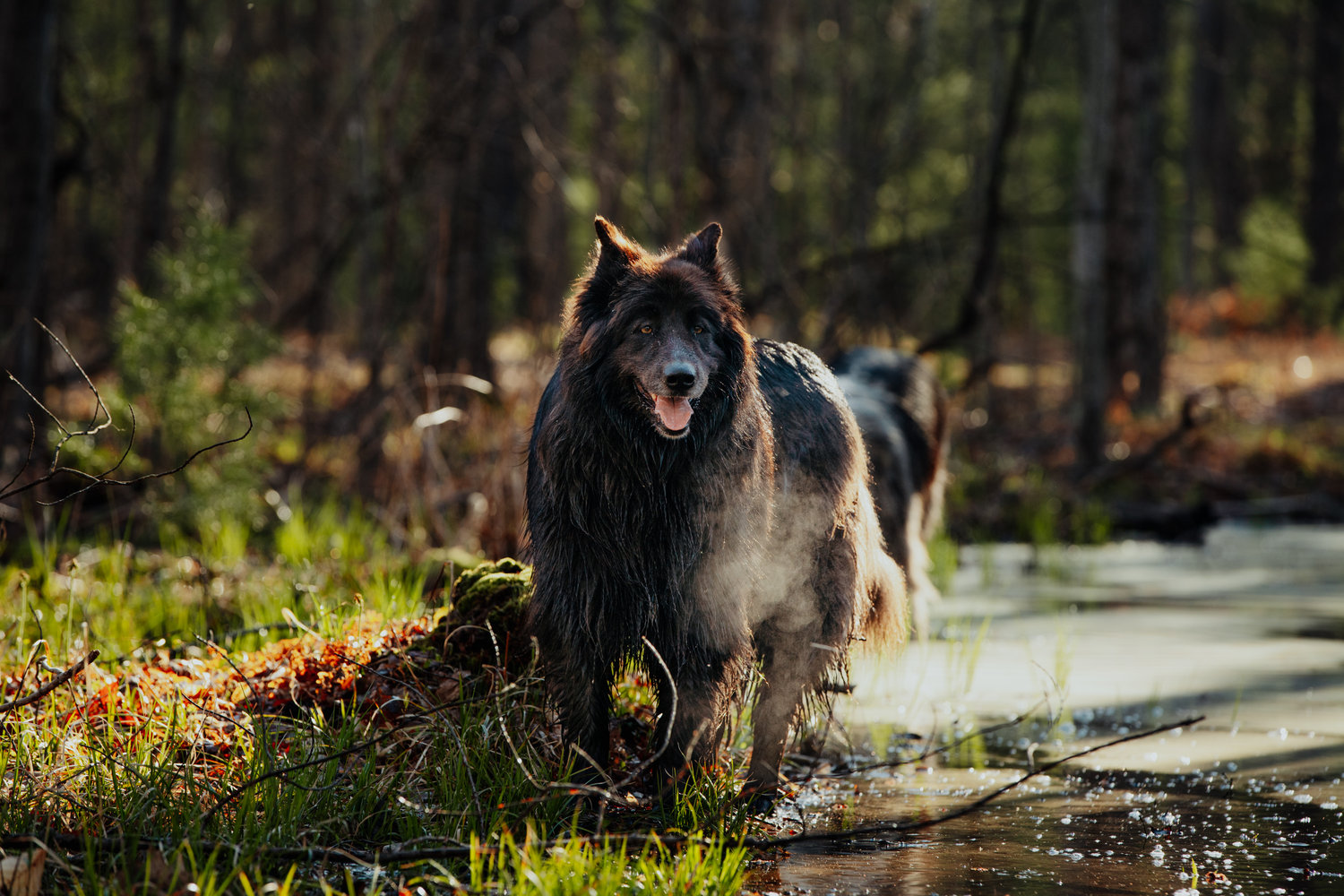 ANIMAL PRICES - The Short Creative