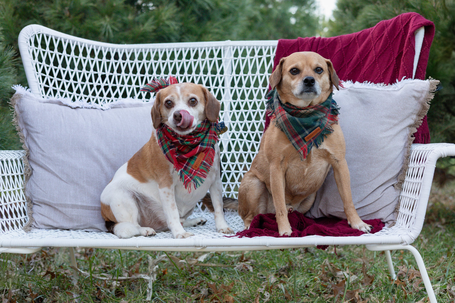 7 Tips for Including Pets in Your Family, Senior, or Newborn Photo ...