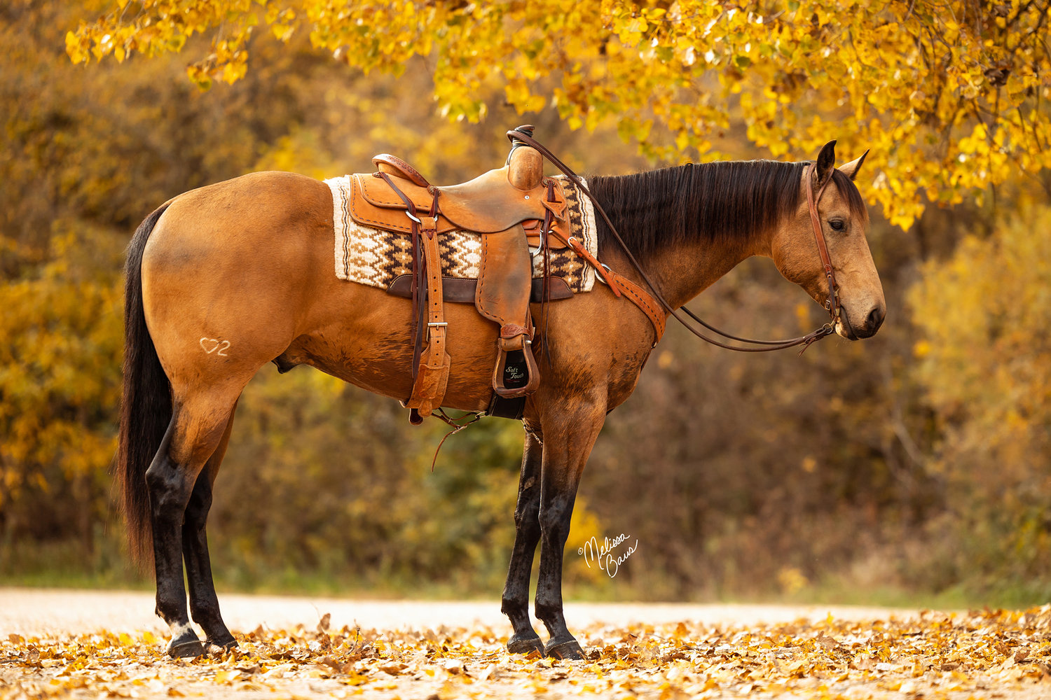 Market My Equine - Melissa Baus Design - Fine Art Equine, Wedding ...