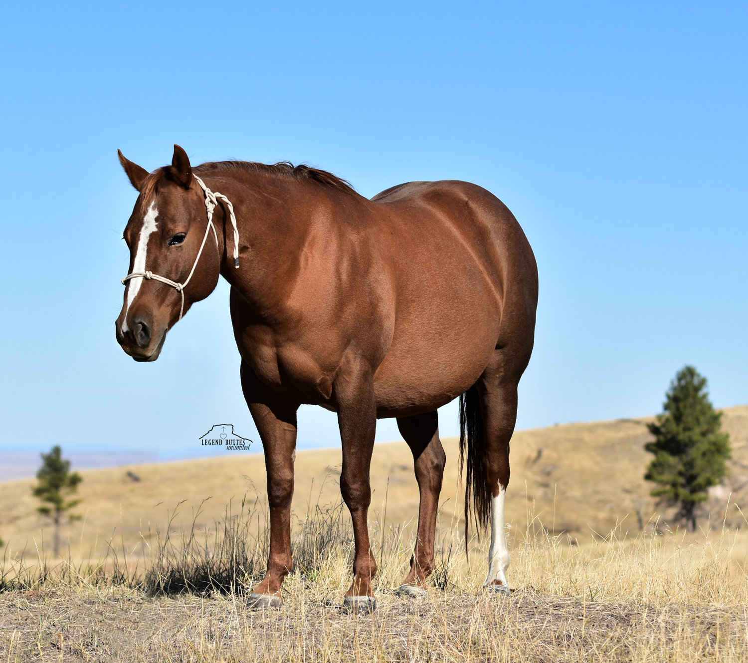 Miss Dual N Bullet - Legend Buttes Unlimited