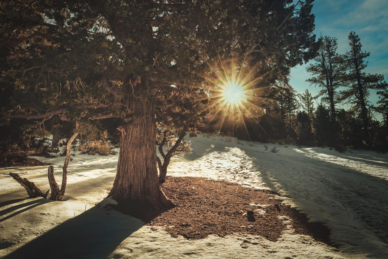 Nature Photography - Creative Portraits by Jason Stewart