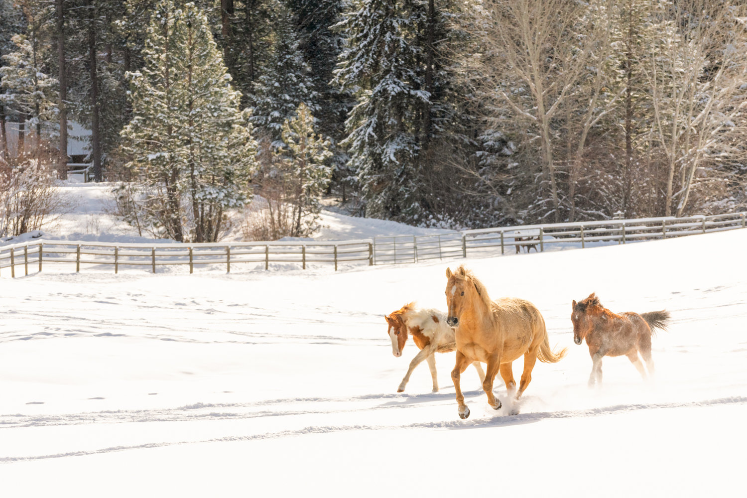 Equine Portraits - Western Ventures Photography