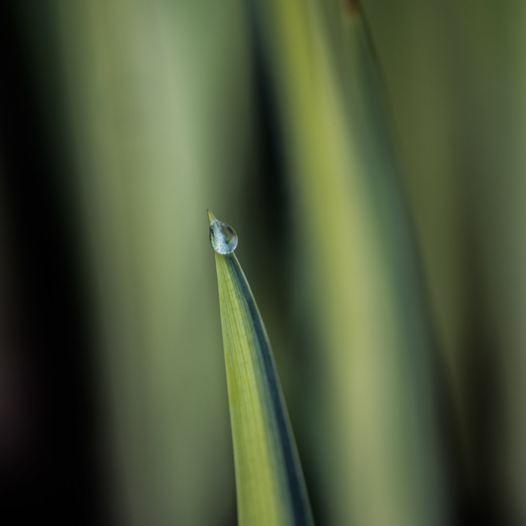 Nature / Nature - D2-Image