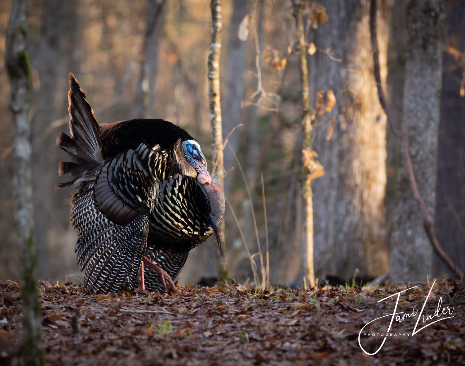 Wild Turkeys - Jami Linder Photography