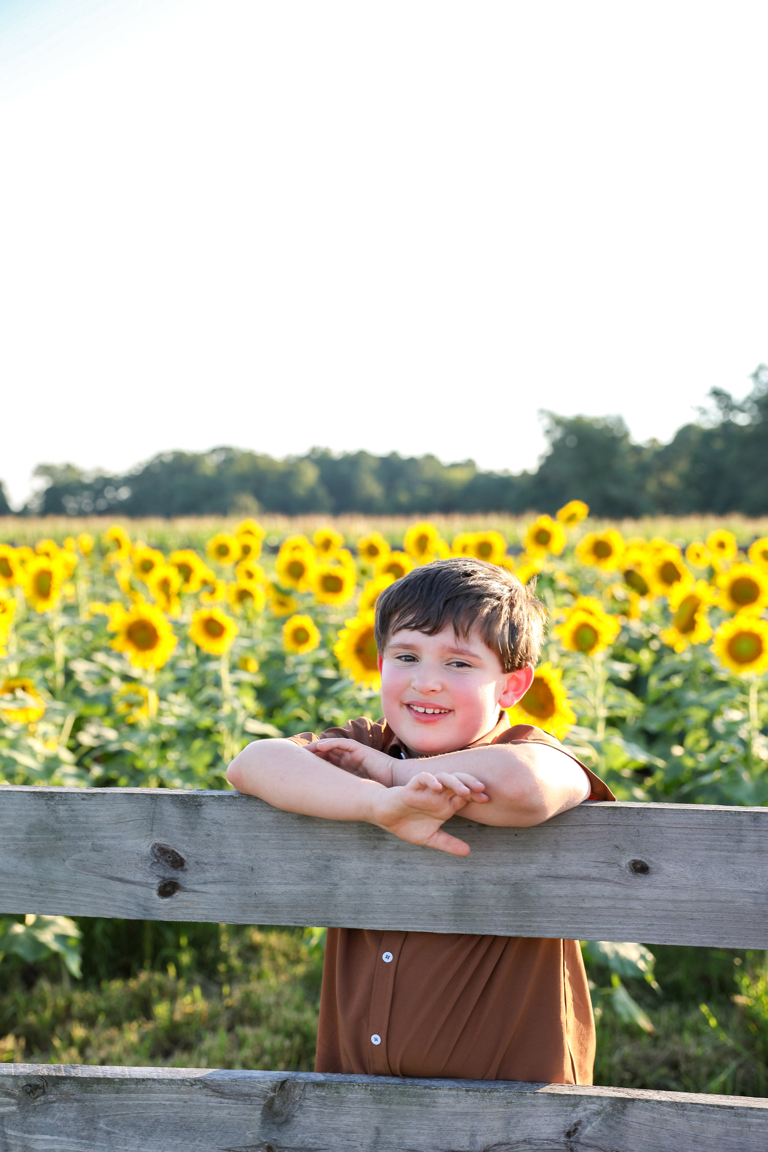 Sunflower Minis - Everlasting Moments Photography