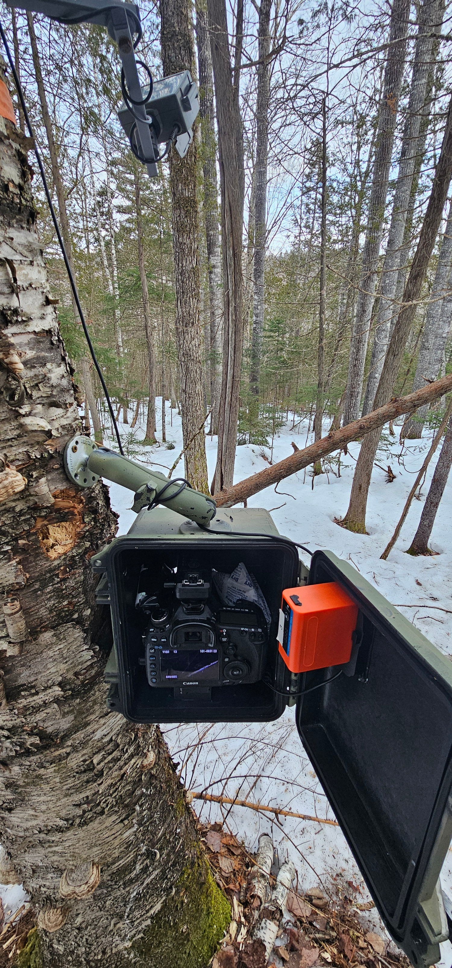 CAMERA TRAP SERVICES - Eisenhaur Photography