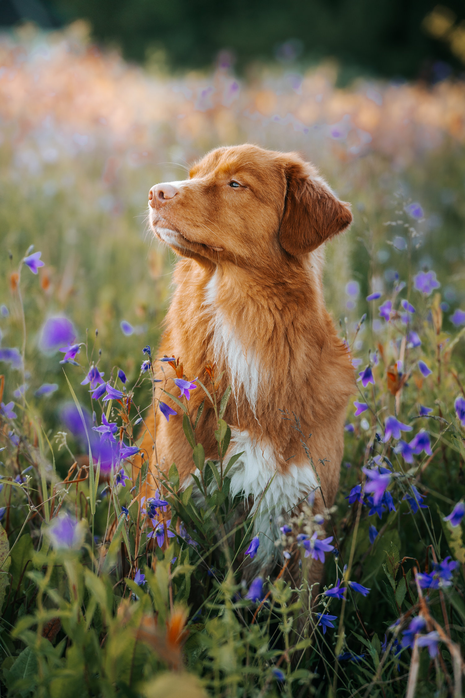 Whimsical Dogs by Petra Vahtera