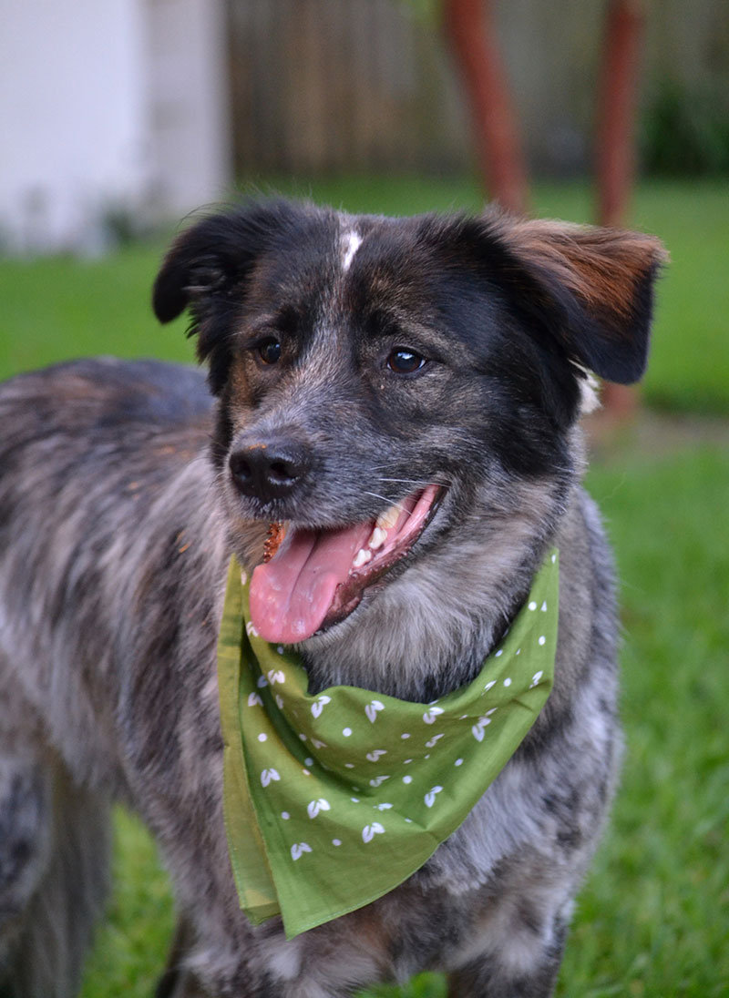 Blue Merle Photography