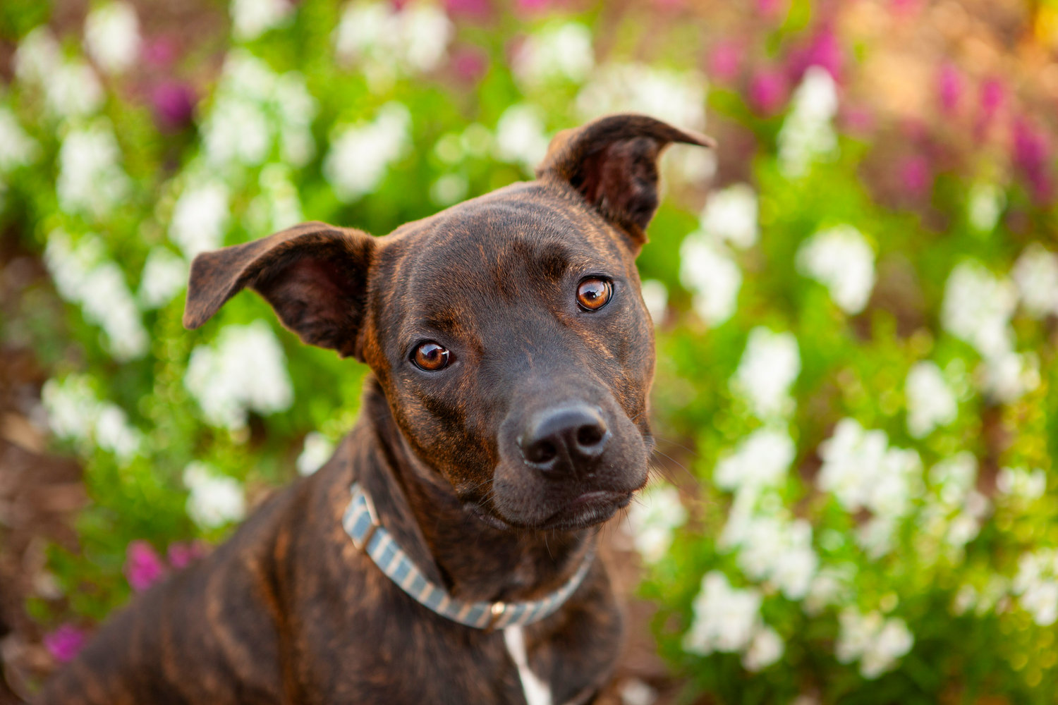 Sessions - Dani Domina Photography | Oklahoma Dog Portrait Photographer