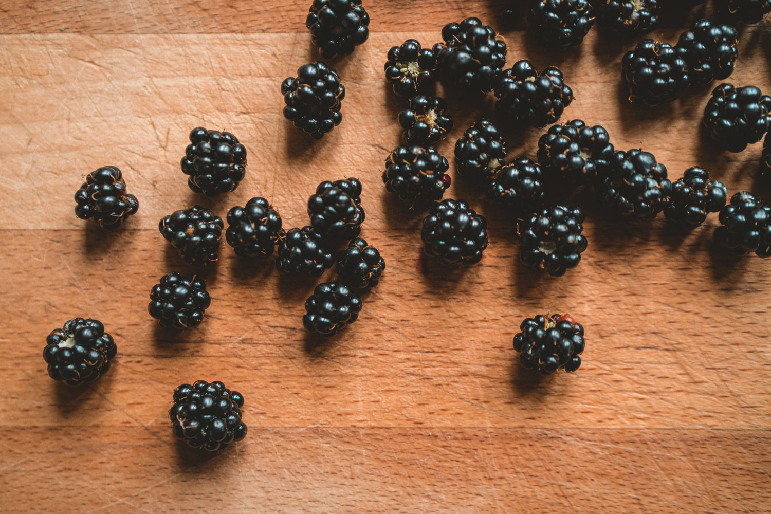 The Blackberry - The Grizzly Forager: The Definitive Guide to Foraging ...