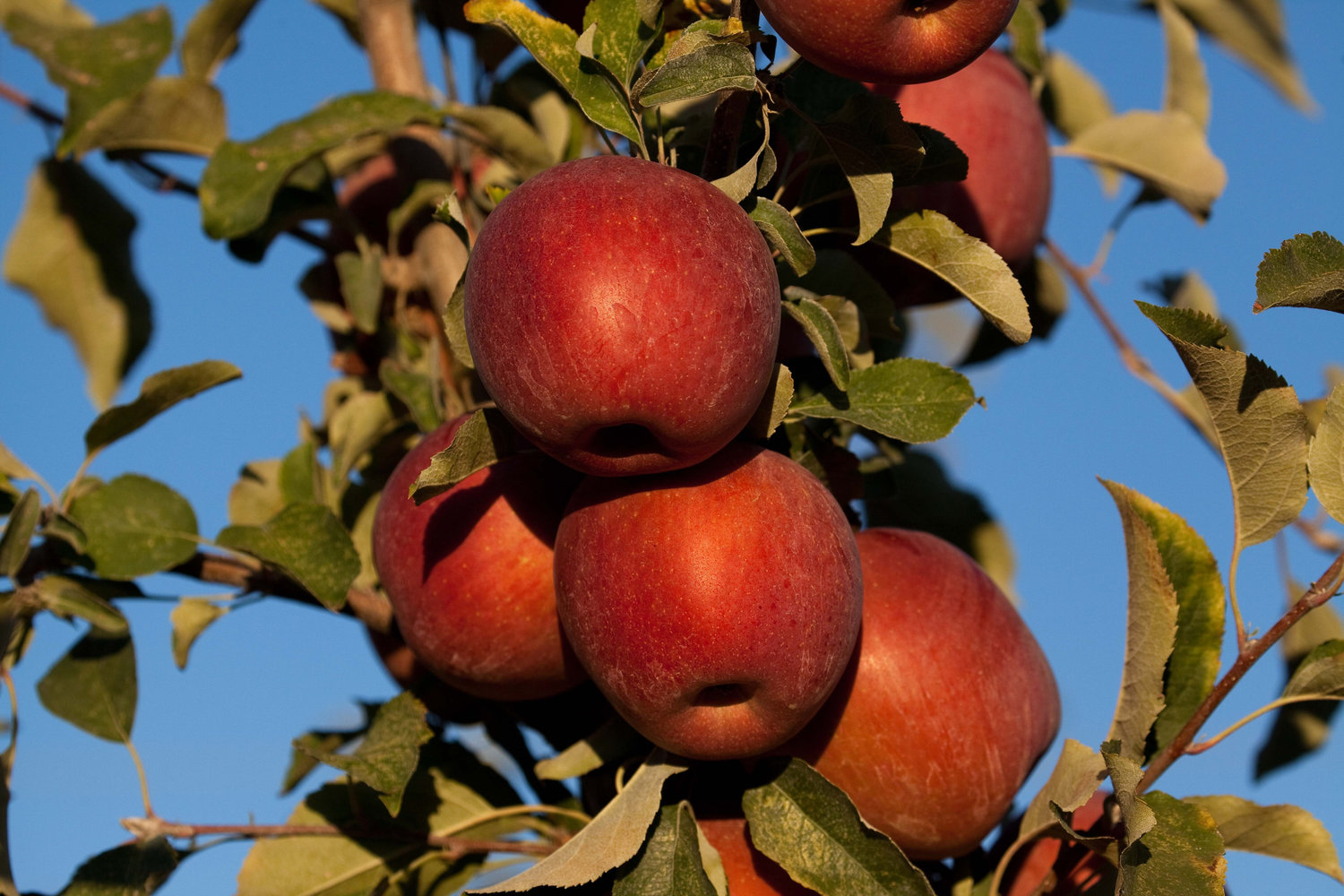 Re-Wilding Apples - Ryan T. Bell – Writer & Photographer