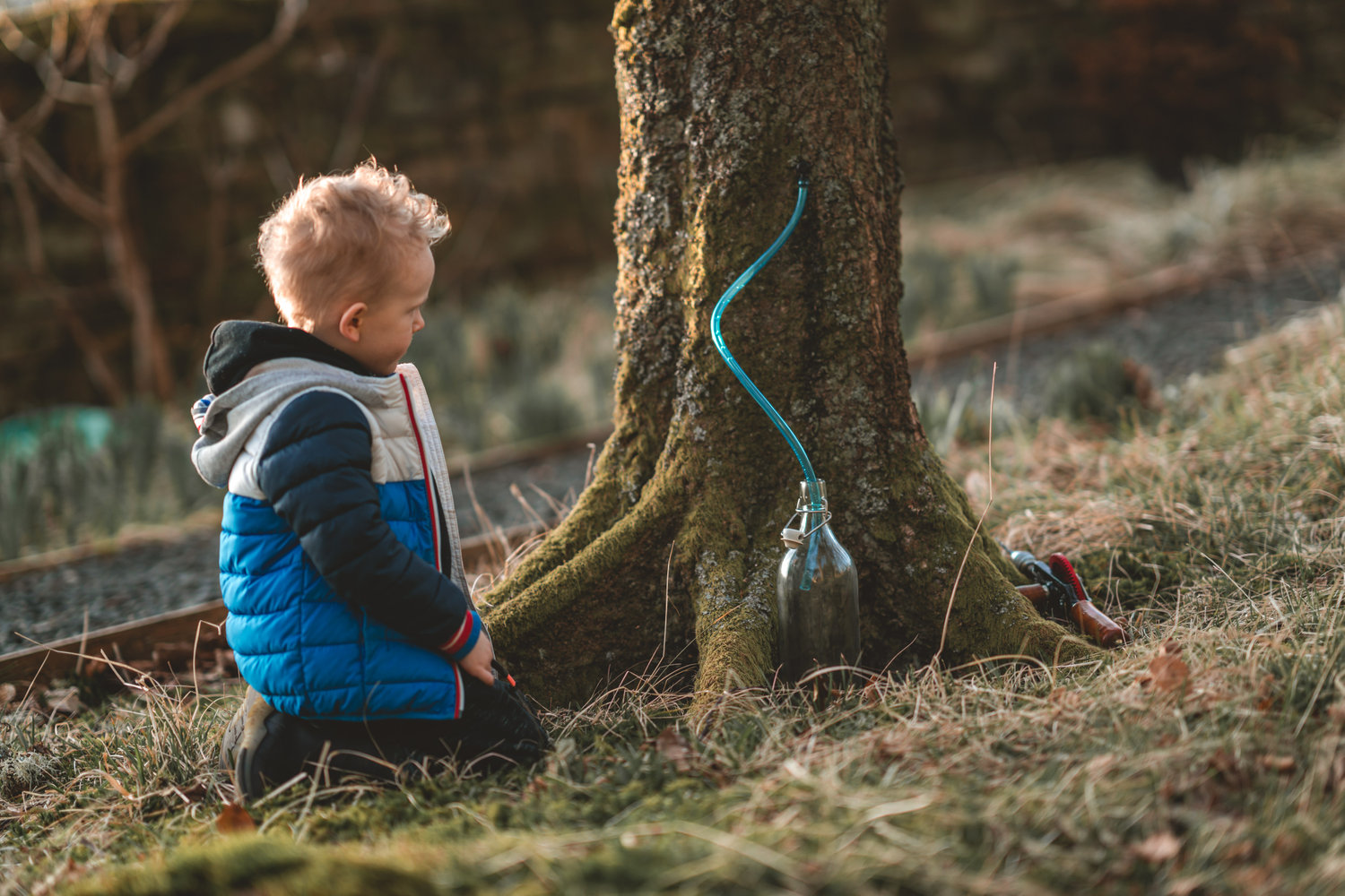 Tapping Trees for Sap - The Grizzly Forager: The Definitive Guide to ...