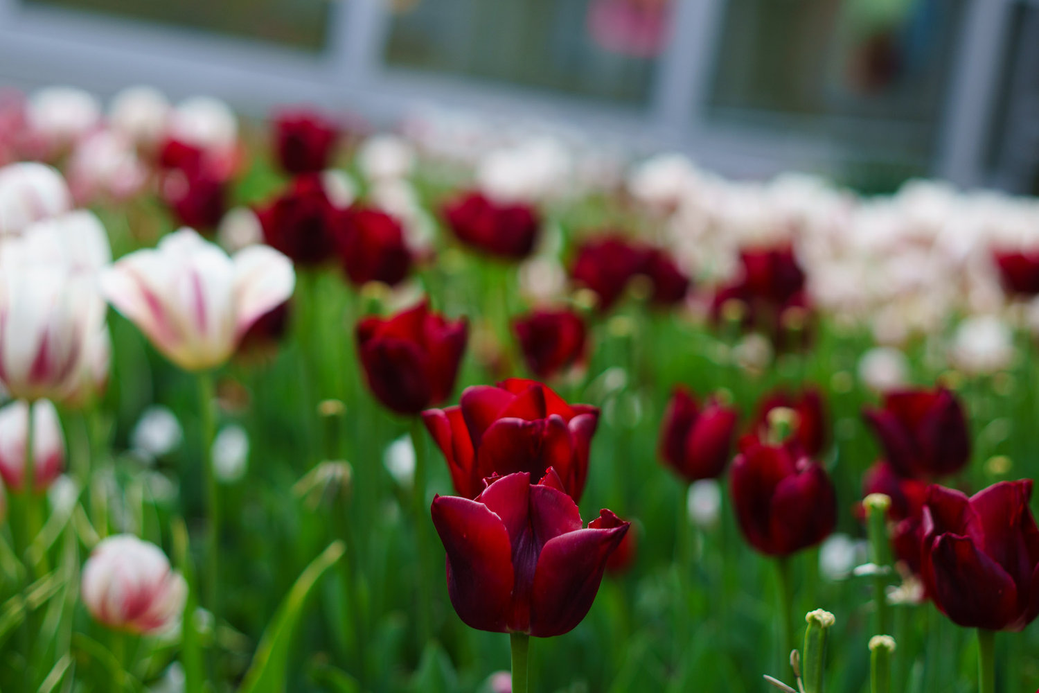 The Best Spring Photography Locations near Columbus, Ohio - Jamie Macey ...