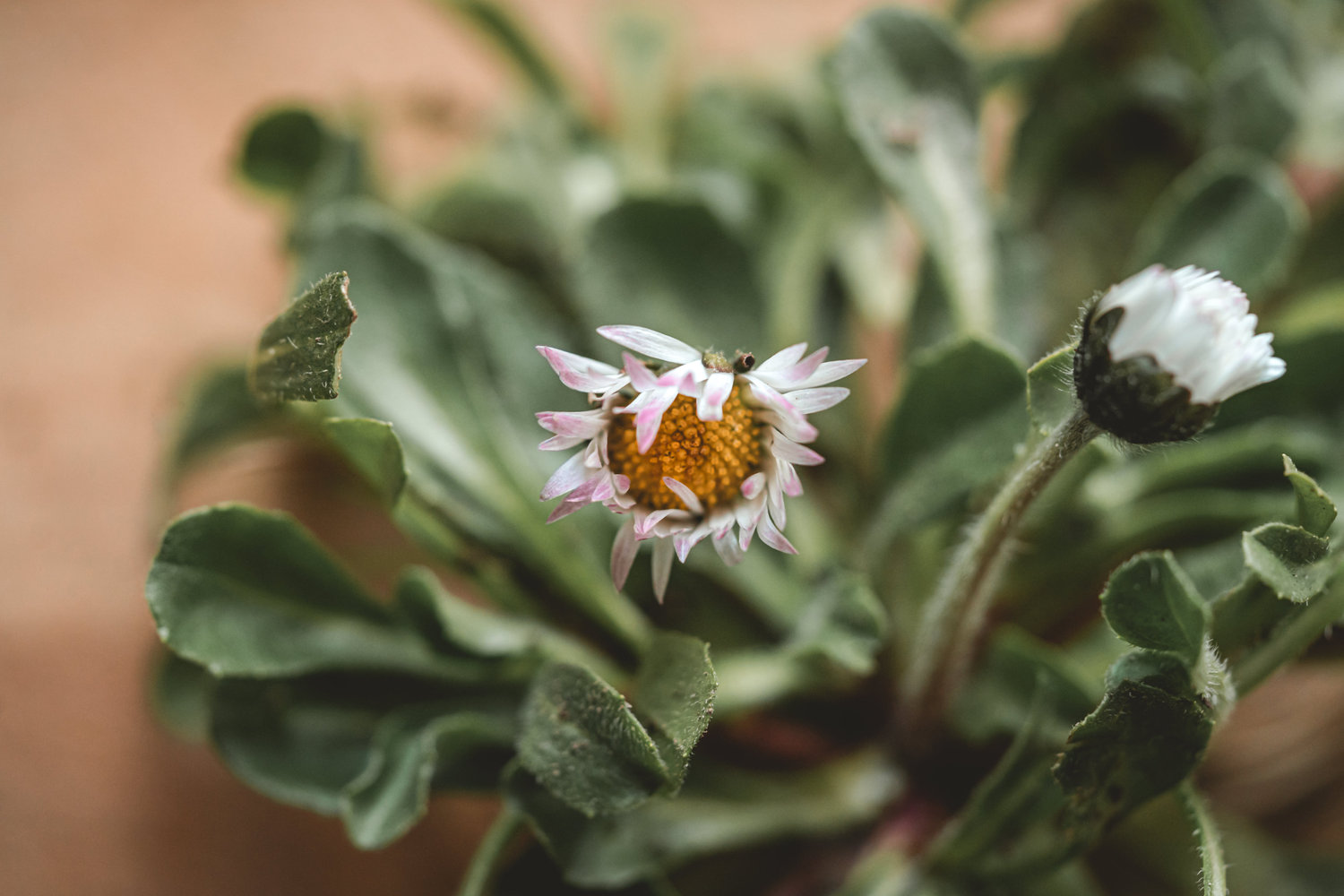 Common Daisy - The Grizzly Forager: The Definitive Guide to Foraging ...