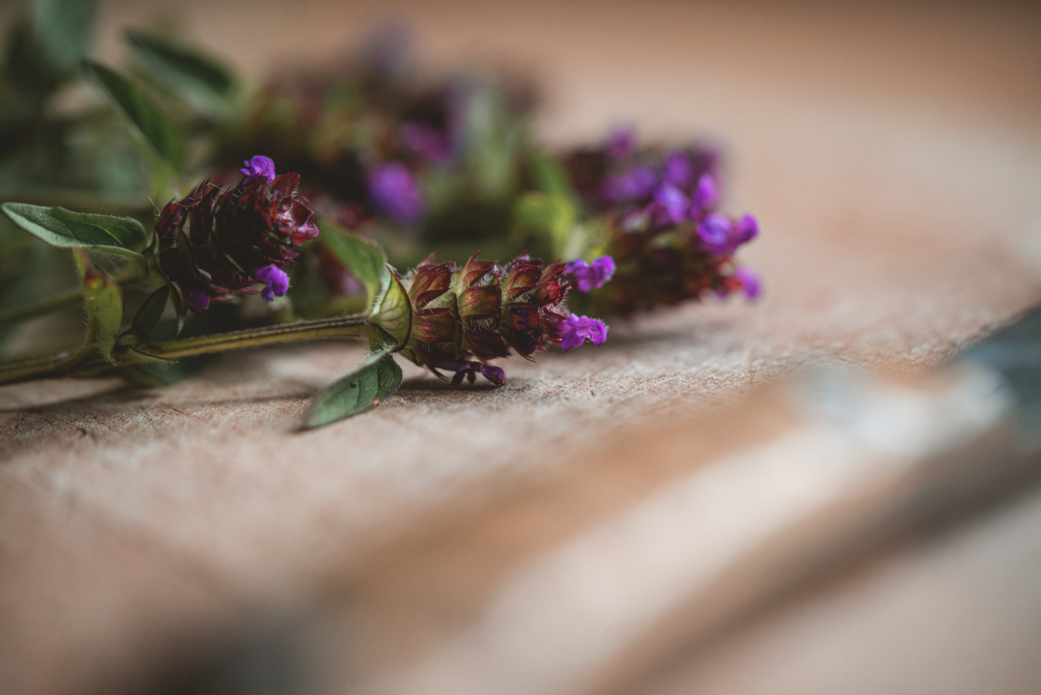 Common Heal-All - The Grizzly Forager: The Definitive Guide to Foraging ...