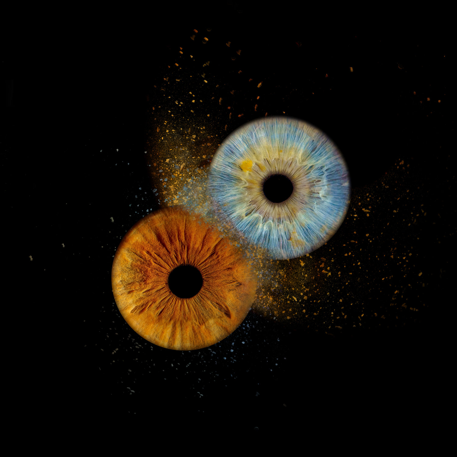 Utah Iris Photographer