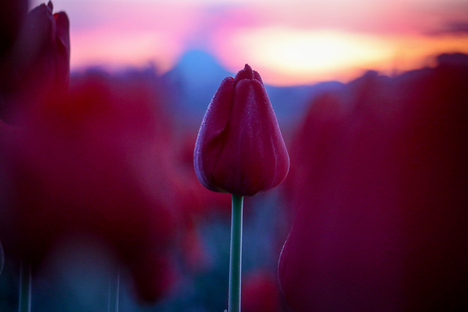 Floral - Within the Eye Photography