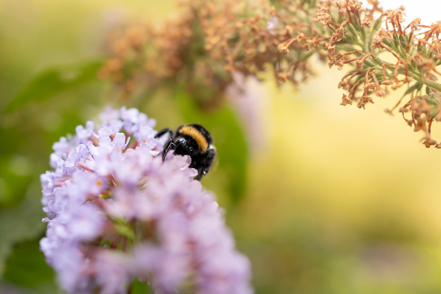 Redcatch Community Garden - Bristol Parks Project | Connecting ...