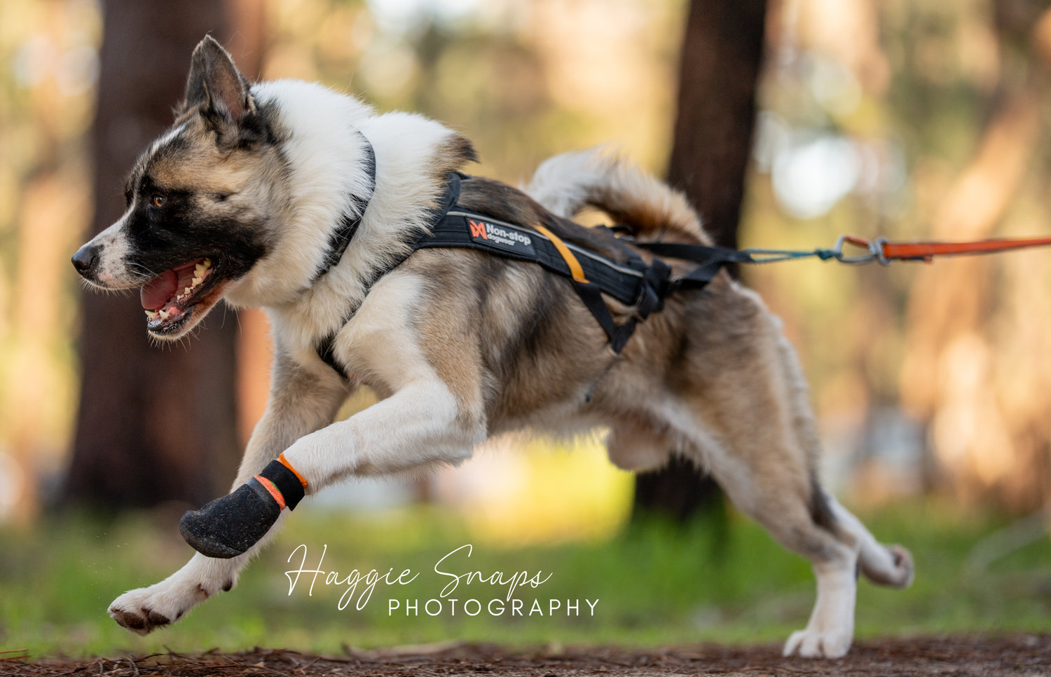 Dog Trial Portfolio - Dog Photography in Perth│Haggie Snaps Photography